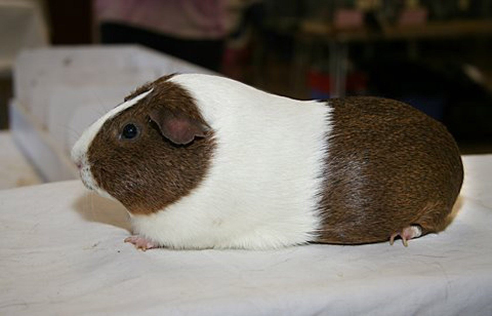 Dutch Cavy Club